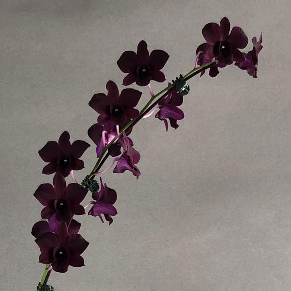 Dark Purple Dendrobium Orchids | Flower Delivery KL/PJ Malaysia
