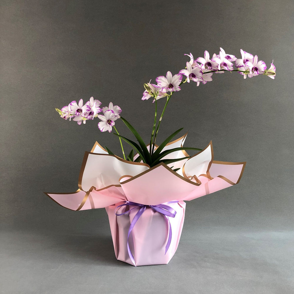 Dendrobium Enobi Purple Splash Orchids | Flower Delivery KL Malaysia