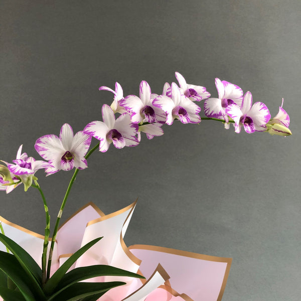 Dendrobium Enobi Purple Splash Orchids | Flower Delivery KL Malaysia