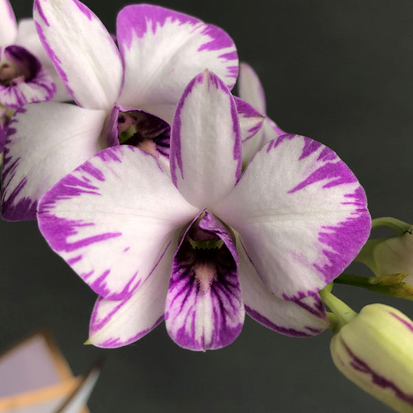 Dendrobium Enobi Purple Splash Orchids | Flower Delivery KL Malaysia